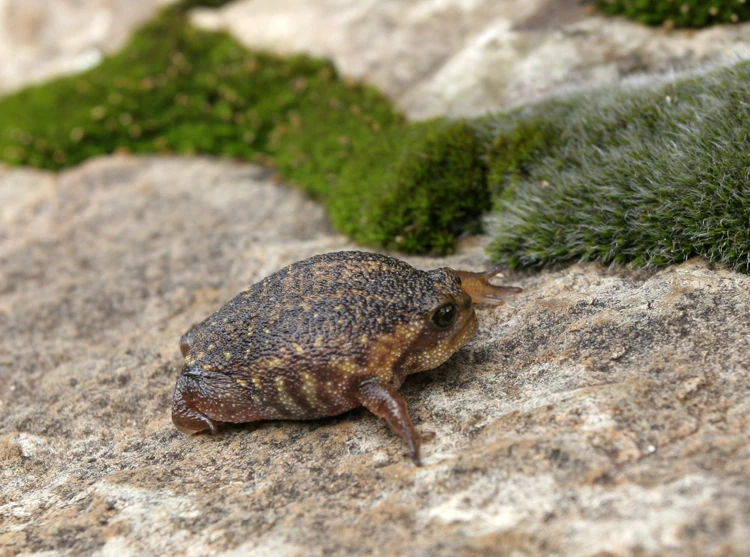 Plaintive Rain Frog | Animal Database | Fandom