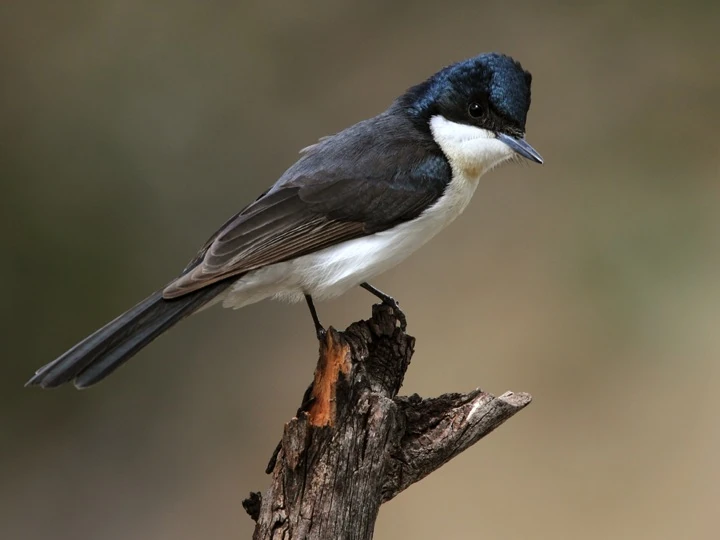 Restless Flycatcher | Animal Database | Fandom