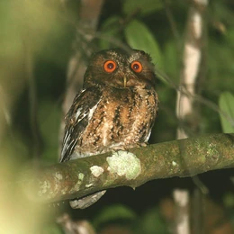 Javan Scops Owl | Animal Database | Fandom