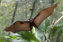 Fruit Bat | Animal Database | Fandom