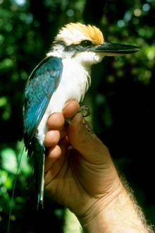 Pohnpei Kingfisher | Animal Database | Fandom