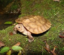 Philippines Forest Turtle | Animal Database | Fandom