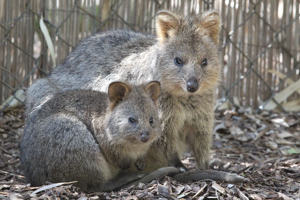 Quokka | Animal Database | Fandom