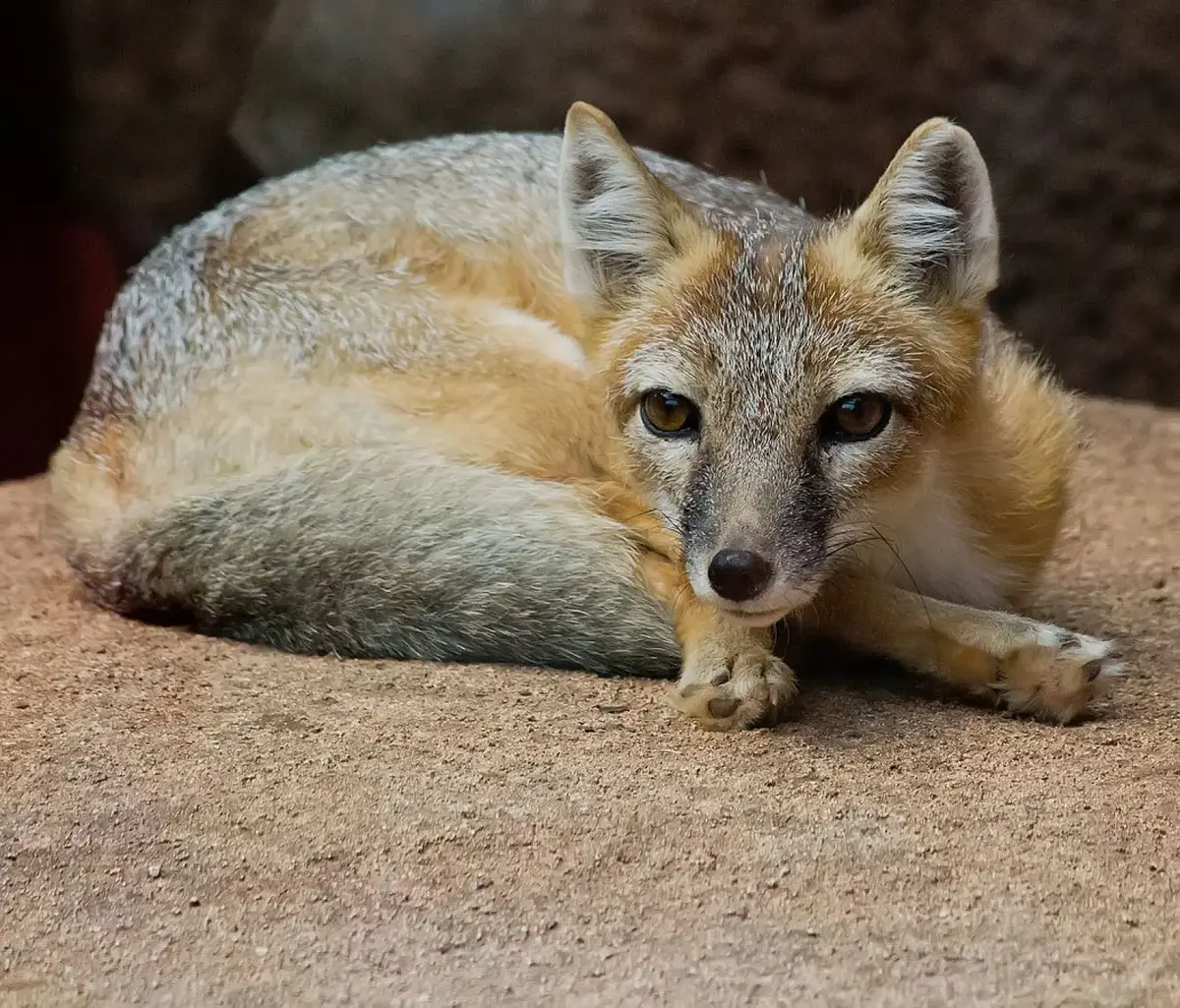 Swift Fox | Animal Database | Fandom