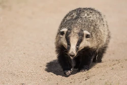 Asian Badger | Animal Database | Fandom