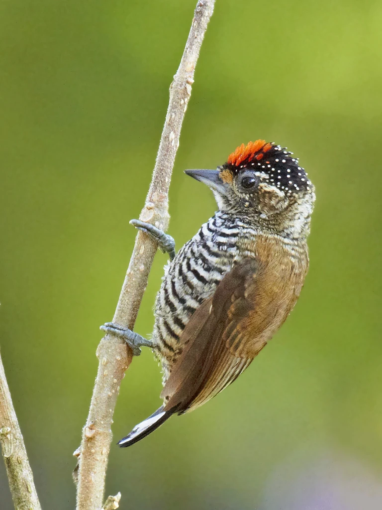 White-barred Piculet | Animal Database | Fandom