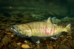 Chum Salmon | Animal Database | Fandom