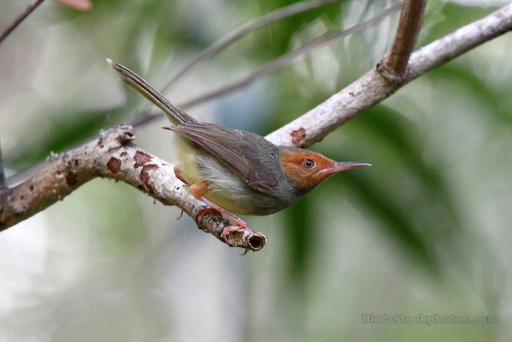 Olive-backed Tailorbird | Animal Database | Fandom
