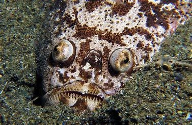 Reticulate Stargazer | Animal Database | Fandom