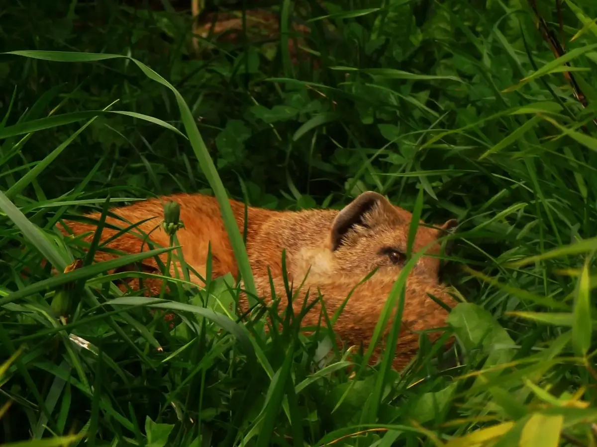 Yellow Mongoose | Animal Database | Fandom