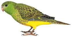 Night Parrot | Animal Database | Fandom