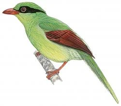 Javan Green Magpie | Animal Database | Fandom