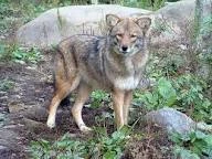 Coywolf | Animal Database | Fandom