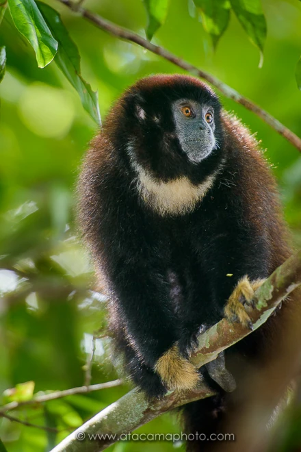 Lucifer Titi | Animal Database | Fandom