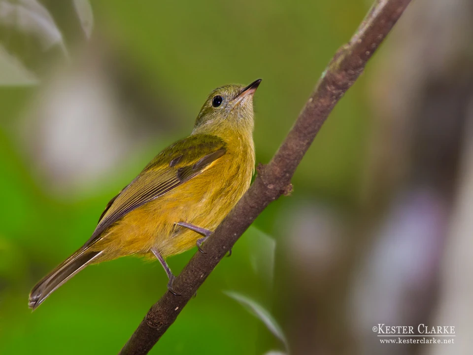 Ochre-bellied Flycatcher | Animal Database | Fandom