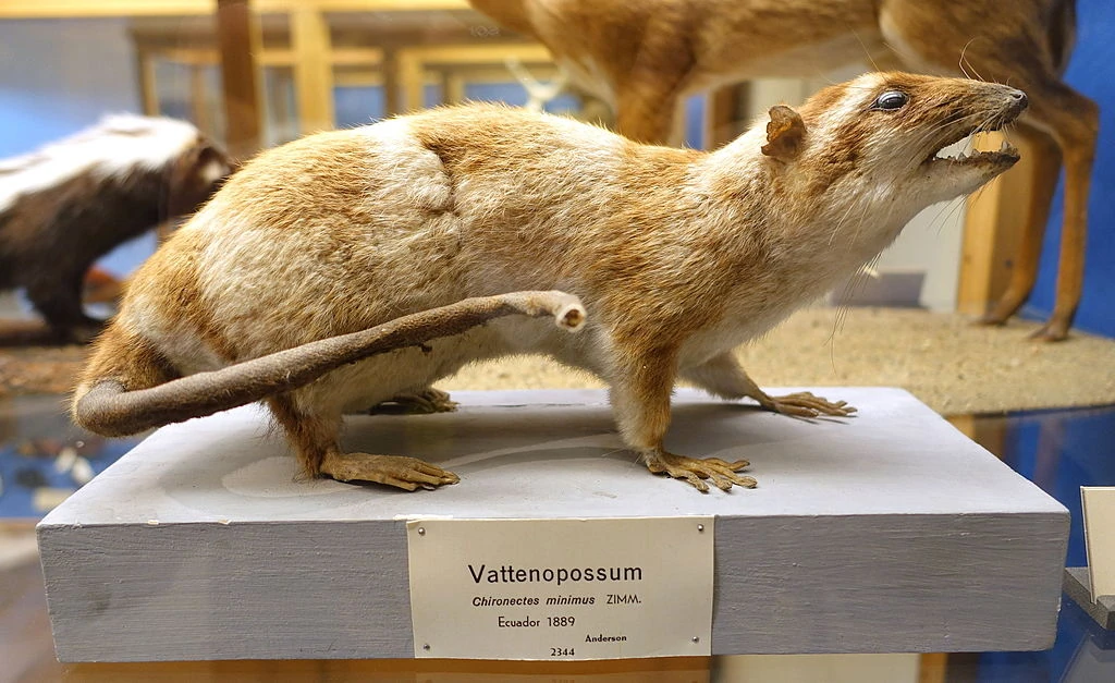 Yapok Water Opossum