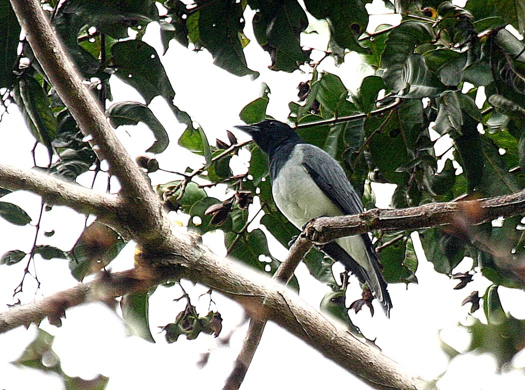 Moluccan Cuckooshrike | Animal Database | Fandom