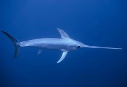 Swordfish | Animal Database | Fandom
