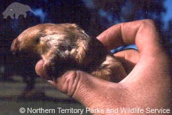 Northern Marsupial Mole | Animal Database | Fandom