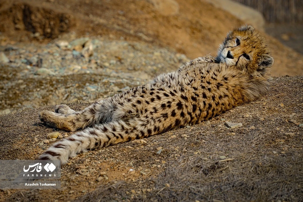 Asiatic Cheetah | Animal Database | Fandom