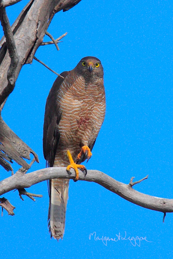 Brown Goshawk | Animal Database | Fandom