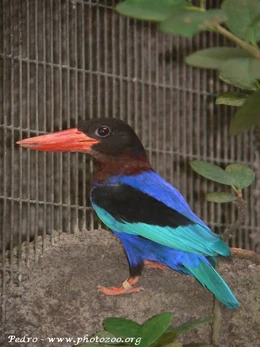 Javan Kingfisher | Animal Database | Fandom