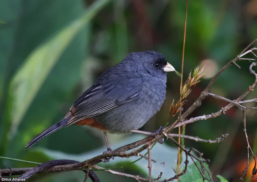 Paramo Seedeater | Animal Database | Fandom