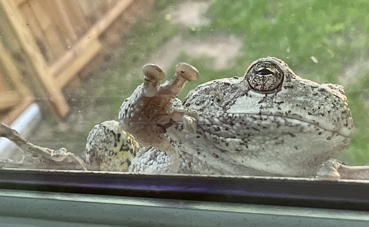 Gray tree, frog | Animal Database | Fandom
