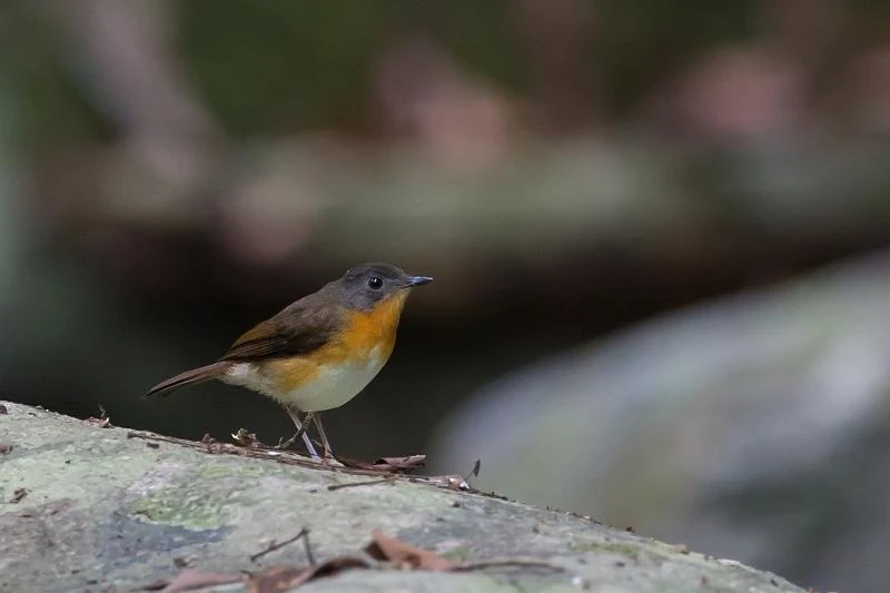 Lowland Akalat | Animal Database | Fandom