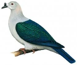Polynesian Imperial Pigeon | Animal Database | Fandom