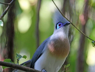 Crested Coua | Animal Database | Fandom