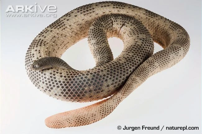 Spiny-headed Seasnake | Animal Database | Fandom