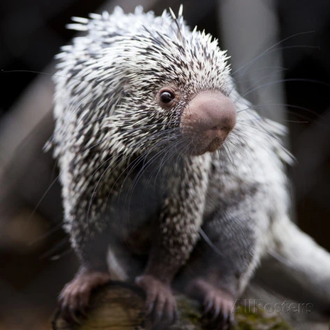 Brazilian Porcupine | Animal Database | Fandom