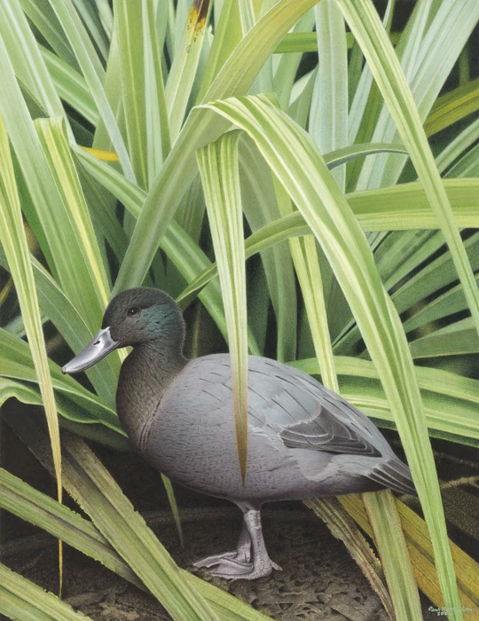 Chatham Duck | Animal Database | Fandom