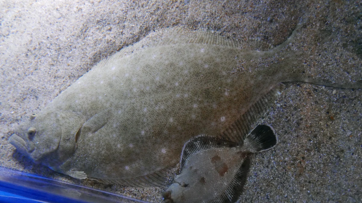 Olive Flounder | Animal Database | Fandom