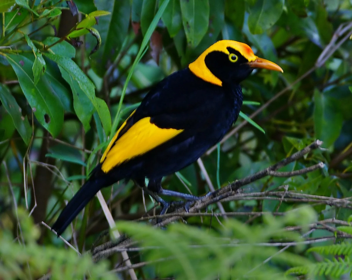 Regent Bowerbird | Animal Database | Fandom