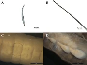 Rhinodrilus alecrisus | Animal Database | Fandom