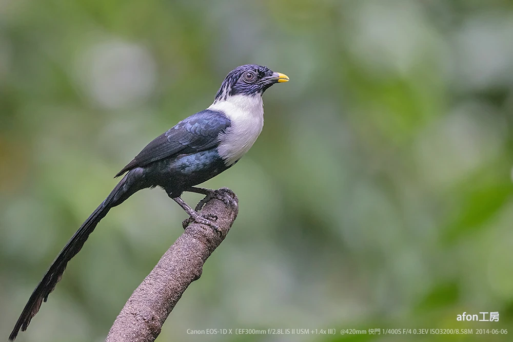 White-necked Myna | Animal Database | Fandom