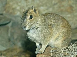 Acrobatic Cavy | Animal Database | Fandom
