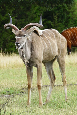 Kudu | Animal Database | Fandom