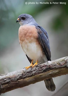 Chinese Sparrowhawk | Animal Database | Fandom