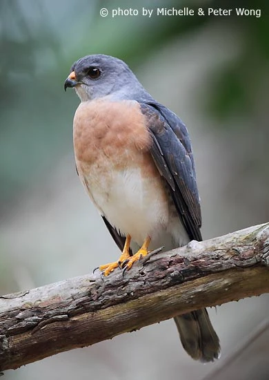 Chinese Sparrowhawk | Animal Database | Fandom