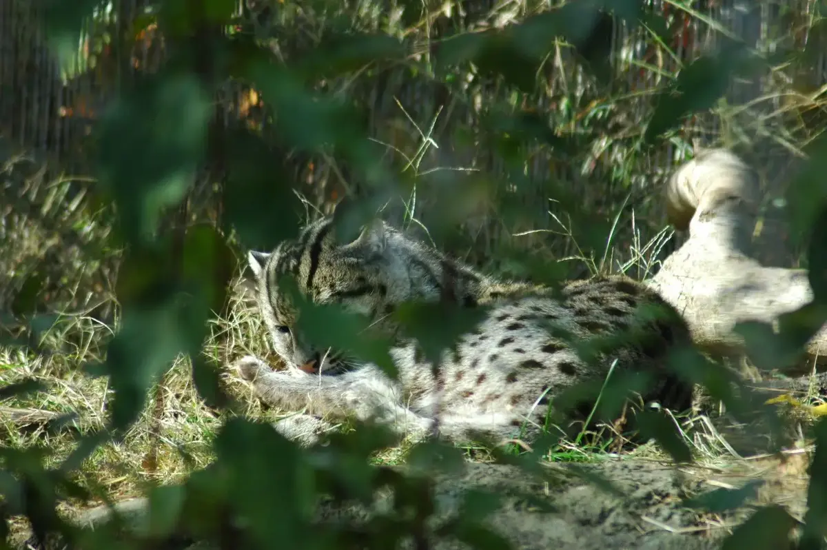 Fishing Cat | Animal Database | Fandom