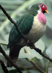 Jambu Fruit Dove | Animal Database | Fandom