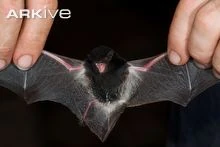Little Pied Bat | Animal Database | Fandom