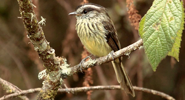 Agile Tit-tyrant | Animal Database | Fandom