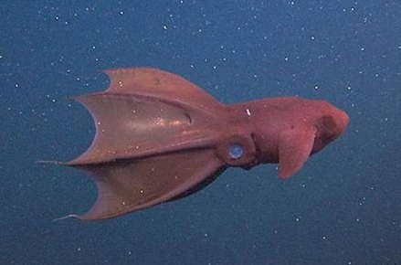 Vampire Squid | Animal Database | Fandom