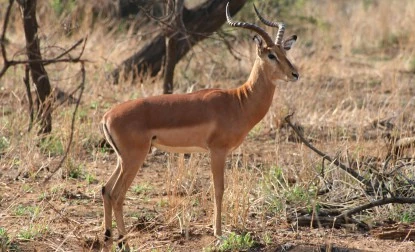 Impala | Animals Wiki | Fandom