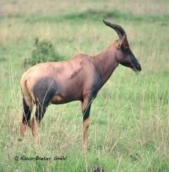 Topi/Gallery | Animals Wiki | Fandom