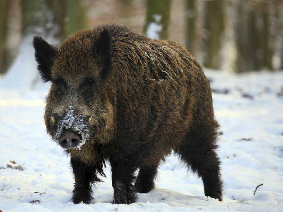 Wild Boar | Animals Wiki | Fandom